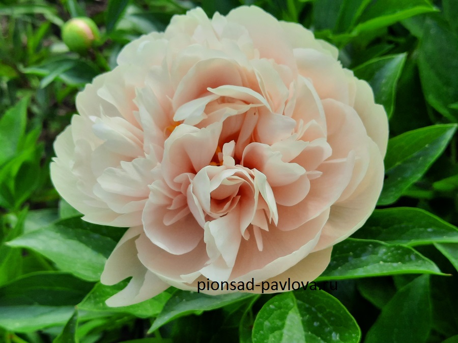 МЕДЖЕСТИ СПЛЕНДОР — Majesty’s Splendor (Андерсон/Свенсон, 2017, США ...