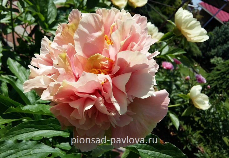 ТРИФЕНА ПАРКИН — Triphena Parkin (Фокнер, 2009, Швеция) — Коллекция ...