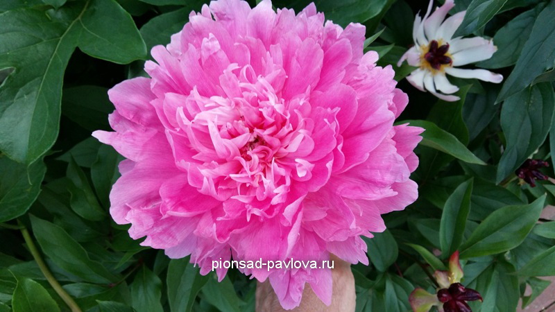 ФРАГАН ПИНК ИМП- Fragrant Pink Imp — Коллекция "Пионовый сад" Павловой ...