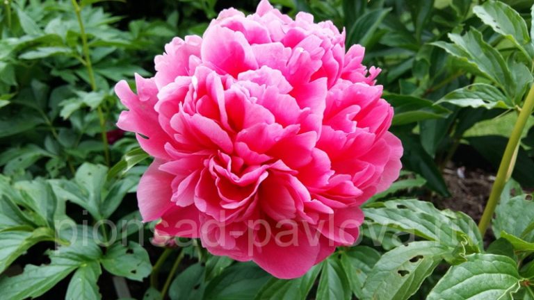 ГЛОУНИНГ РАСБЕРРИ РОУЗ- Glowing Raspberry Rose — Коллекция "Пионовый сад" Павловой Ларисы