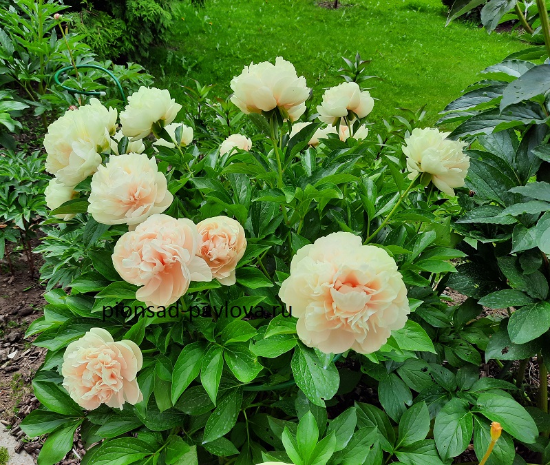 МЕДЖЕСТИ СПЛЕНДОР — Majesty’s Splendor (Андерсон/Свенсон, 2017, США ...