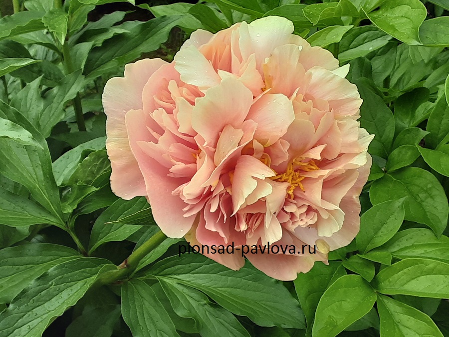 ТРИФЕНА ПАРКИН — Triphena Parkin (Фокнер, 2009, Швеция) — Коллекция ...